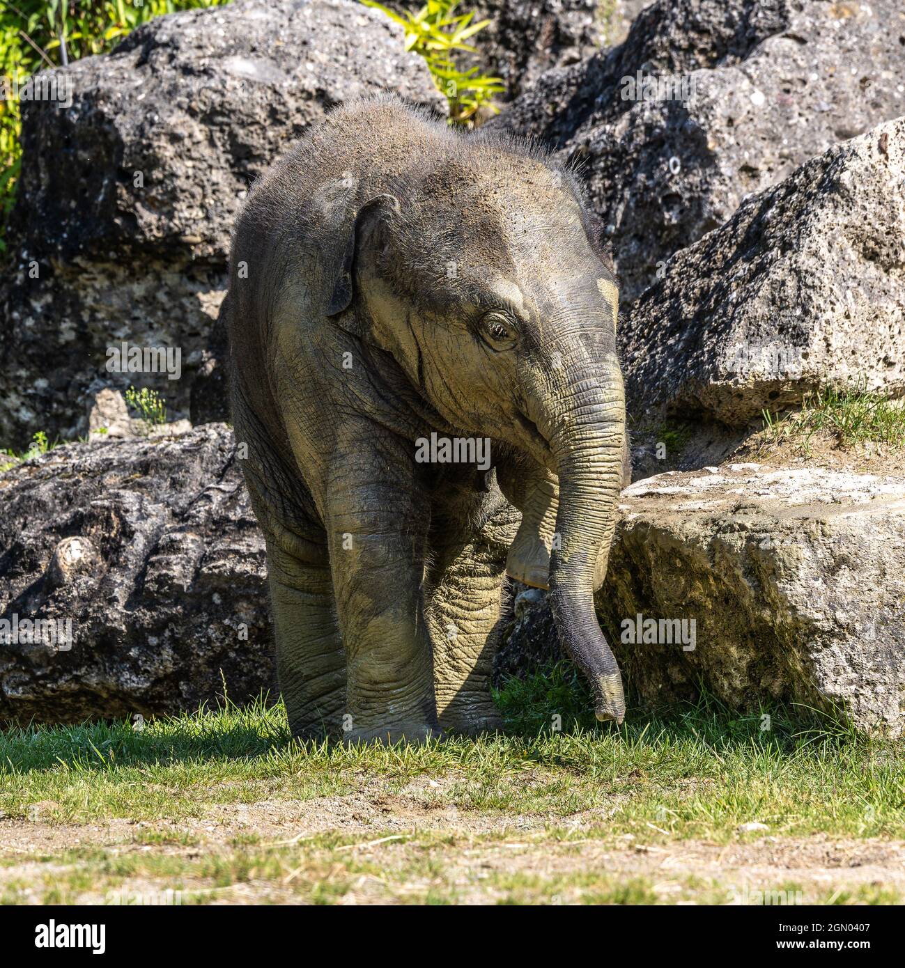 The Asian elephant, Elephas maximus also called Asiatic elephant, is ...