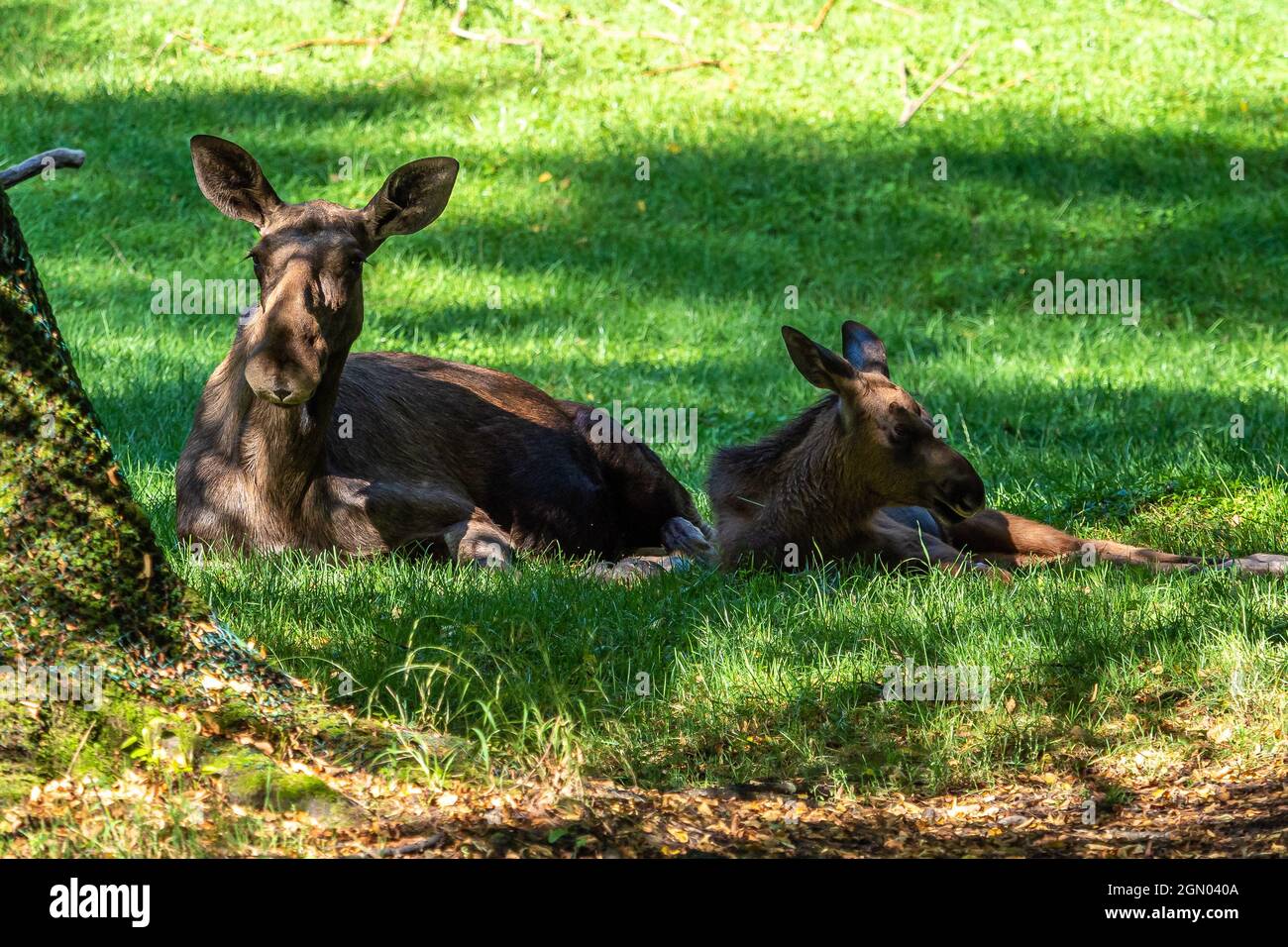 European Moose, Alces alces, also known as the elk. Wild life animal ...