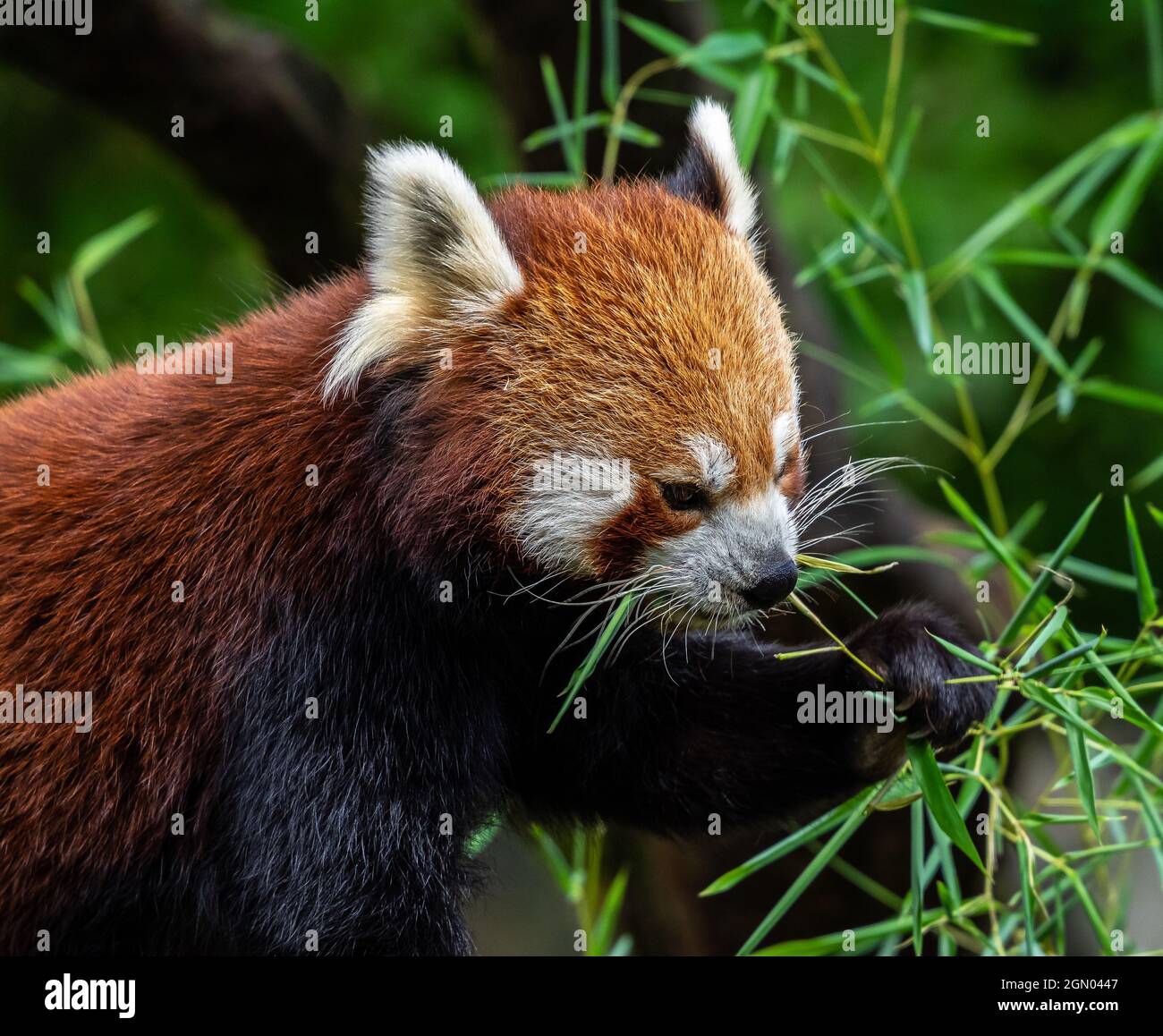 The red panda, Ailurus fulgens, also called the lesser panda and the ...