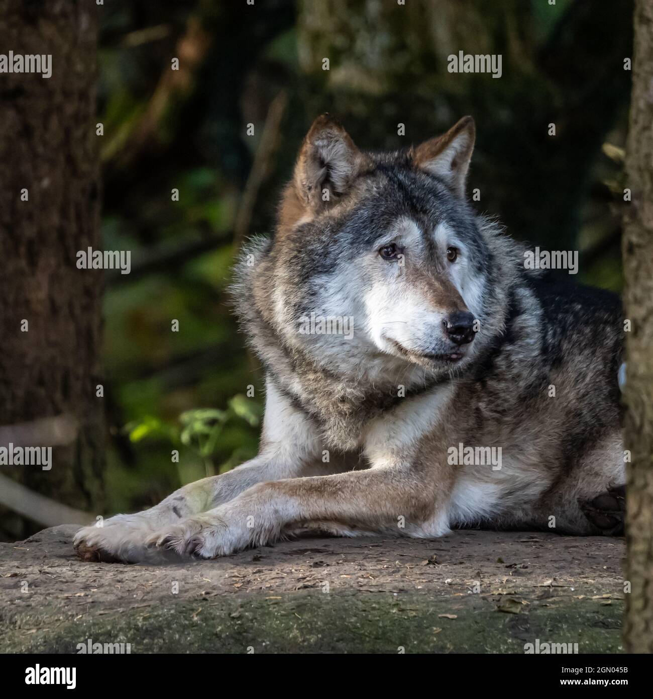 The wolf, Canis lupus, also known as the grey wolf or timber wolf is a ...