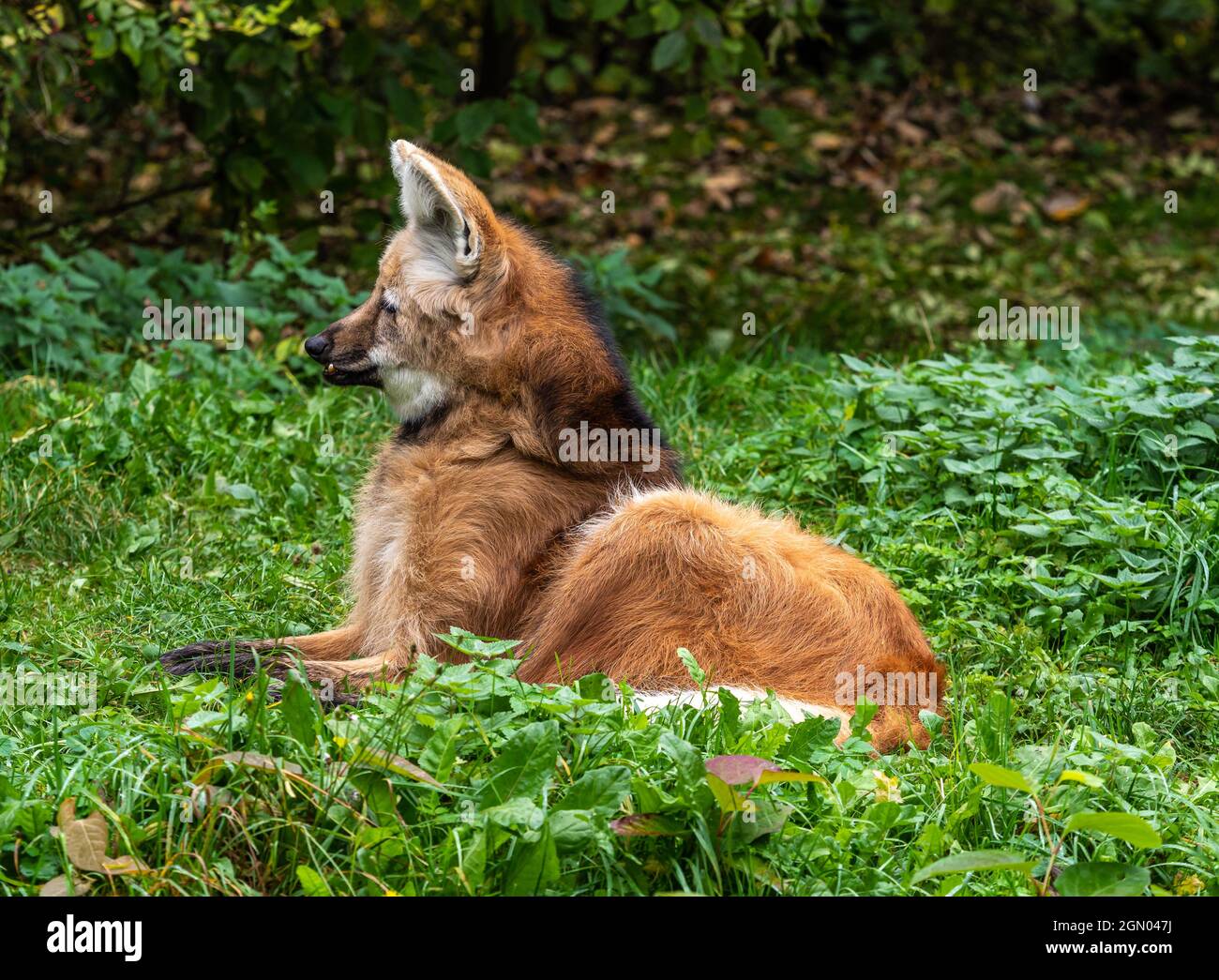 The Maned Wolf, Chrysocyon brachyurus is the largest canid of South America. This mammal lives ...