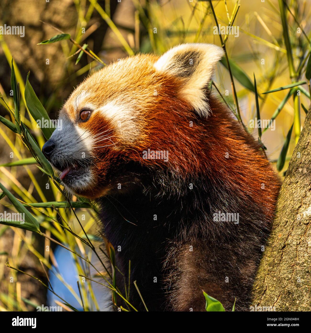 The red panda, Ailurus fulgens, also called the lesser panda and the ...