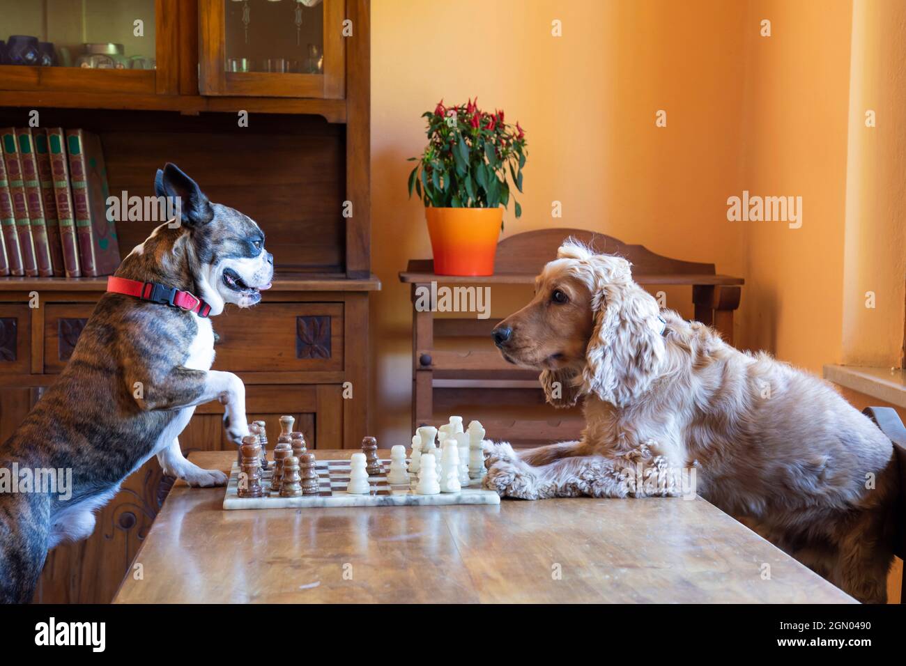 Cocker spaniel and Boston terrier playing chess in the living room ...