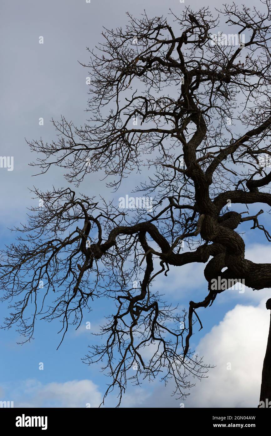 A silhouette of an old oak tree Stock Photo - Alamy