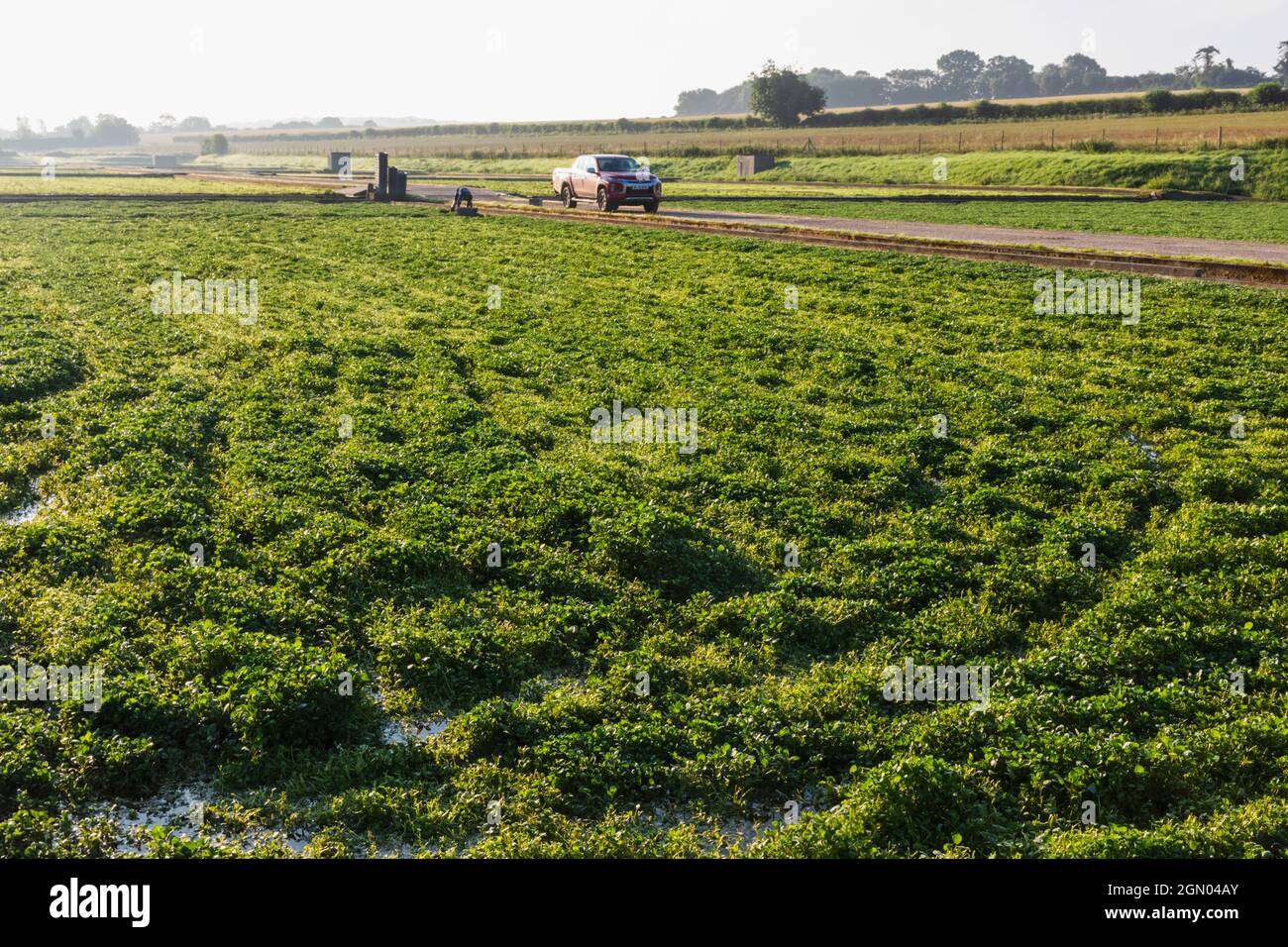 Watercress field england hampshire hi-res stock photography and images ...