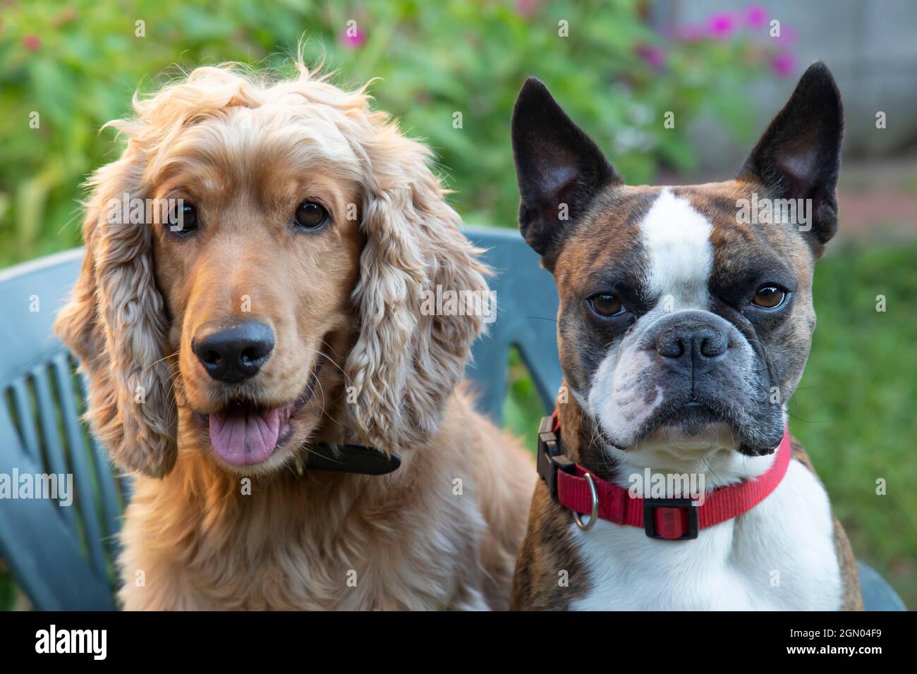 Boston Terrier and Cocker Spaniel portrait in summer garden Stock Photo ...