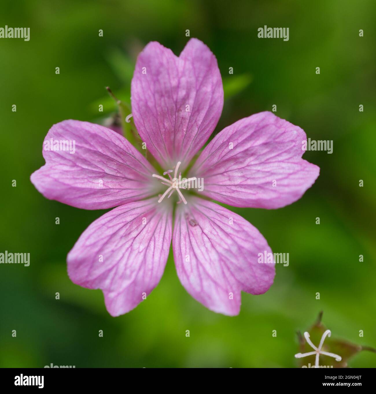 Geranium oxonianum wargrave pink hi-res stock photography and images ...