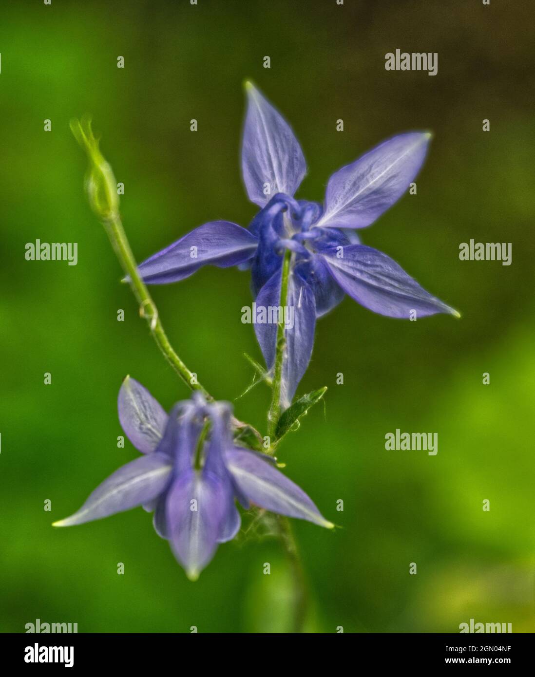 Back of blue columbine hi-res stock photography and images - Alamy