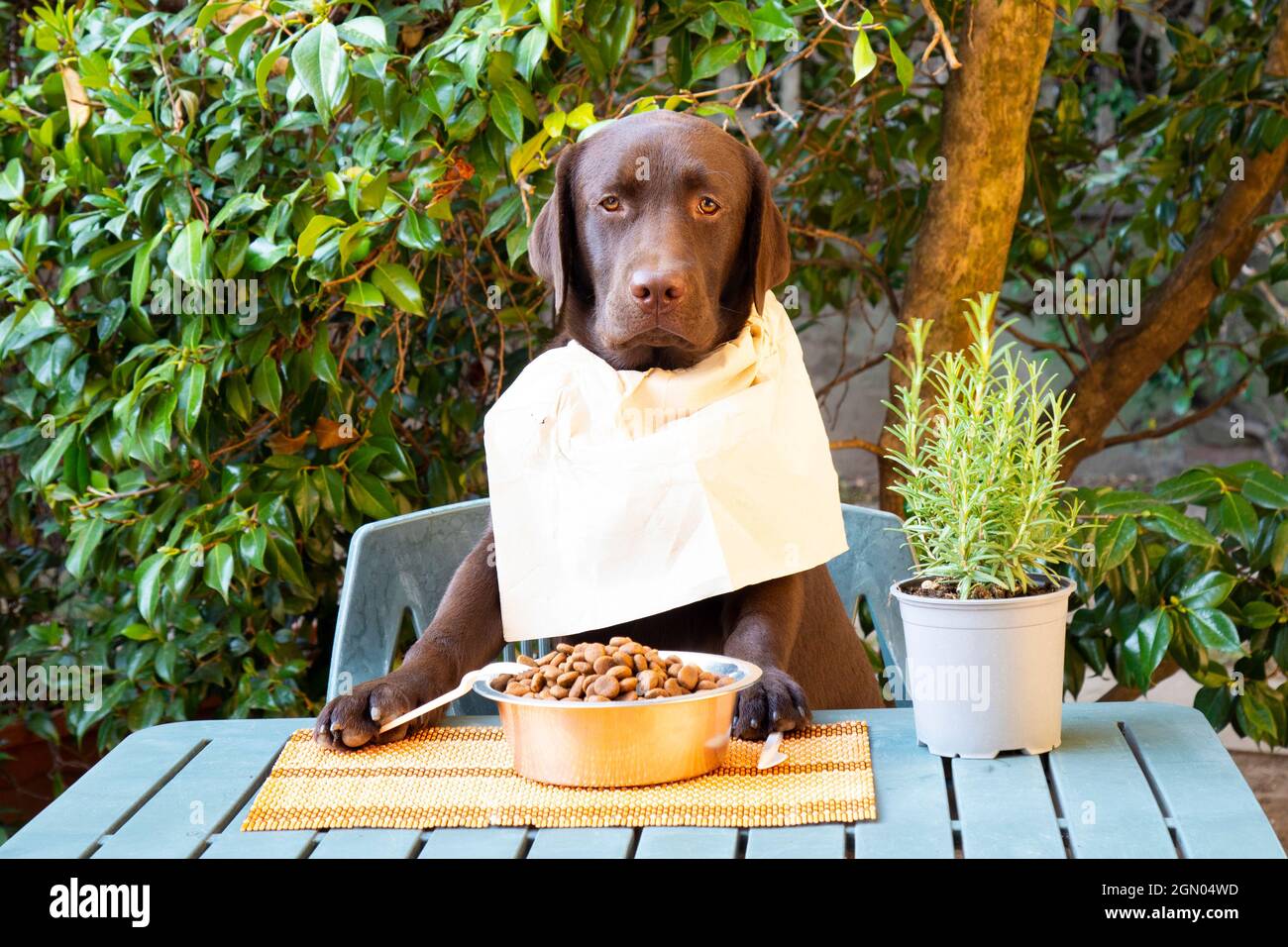Labrador eating at table hi-res stock photography and images - Alamy