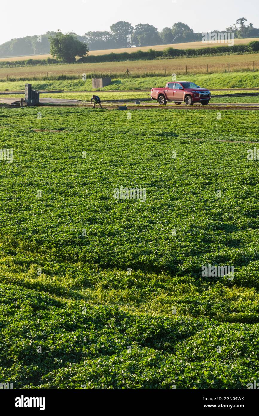 Watercress field england hampshire hi-res stock photography and images ...