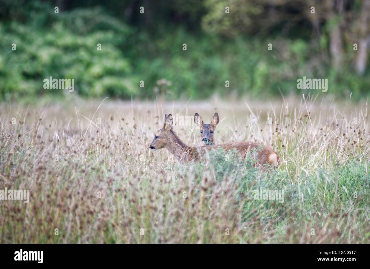 Deer facing front hi-res stock photography and images - Alamy
