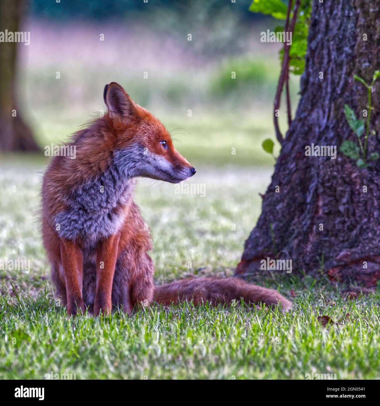 Red fox sitting beside tree hi-res stock photography and images - Alamy