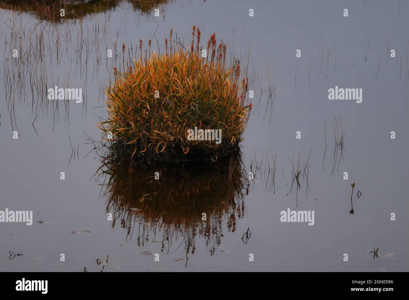 Beauty in flame hi-res stock photography and images - Alamy