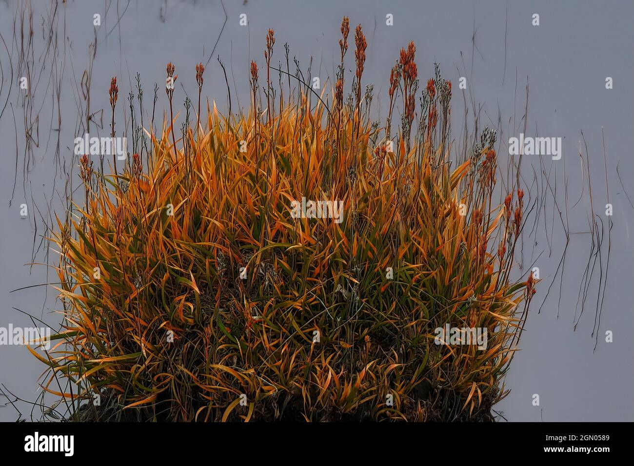 Beauty in flame hi-res stock photography and images - Alamy