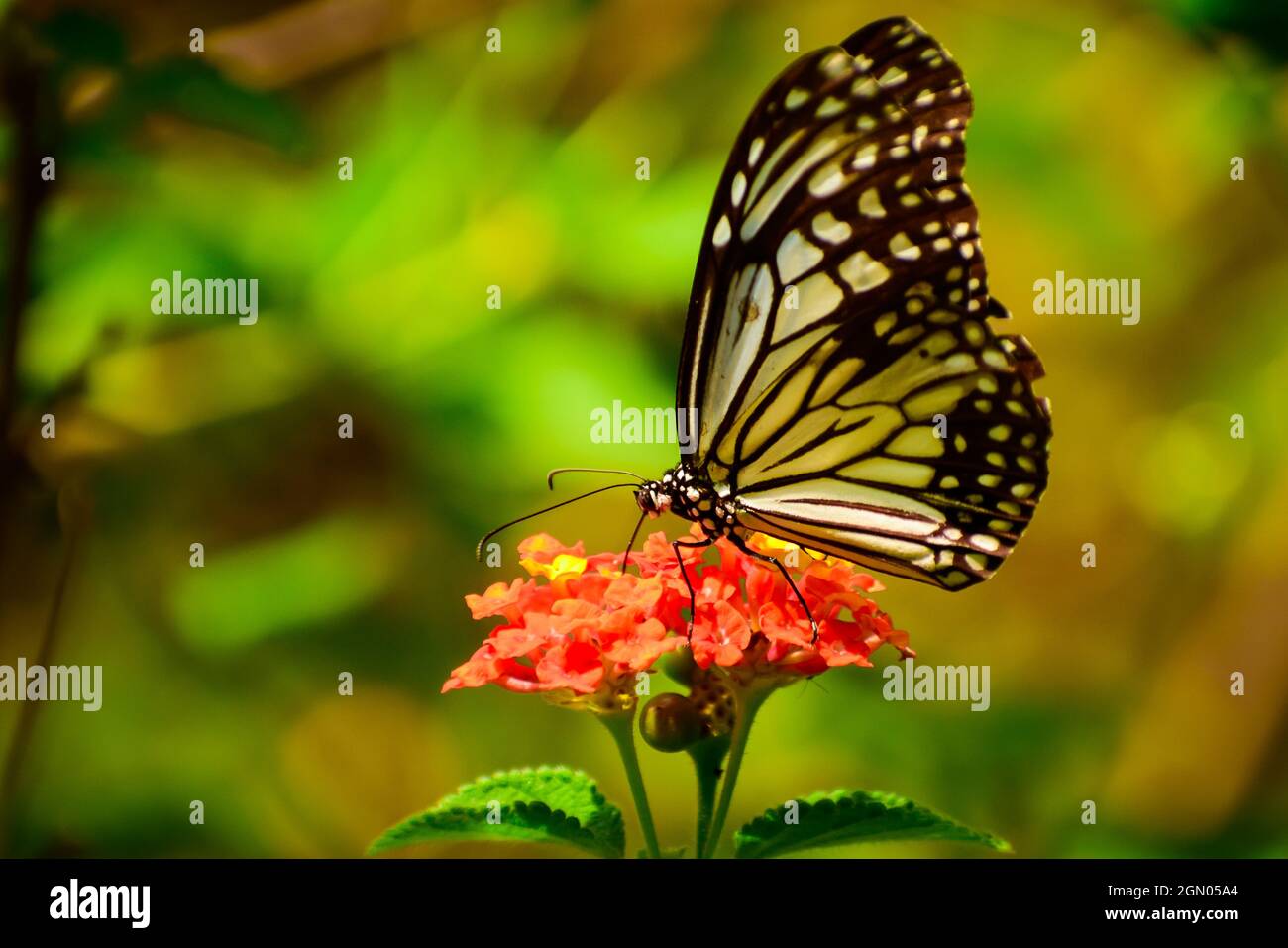 butterfly nectar on flower. glassy tiger butterfly ( parantica aglea ...