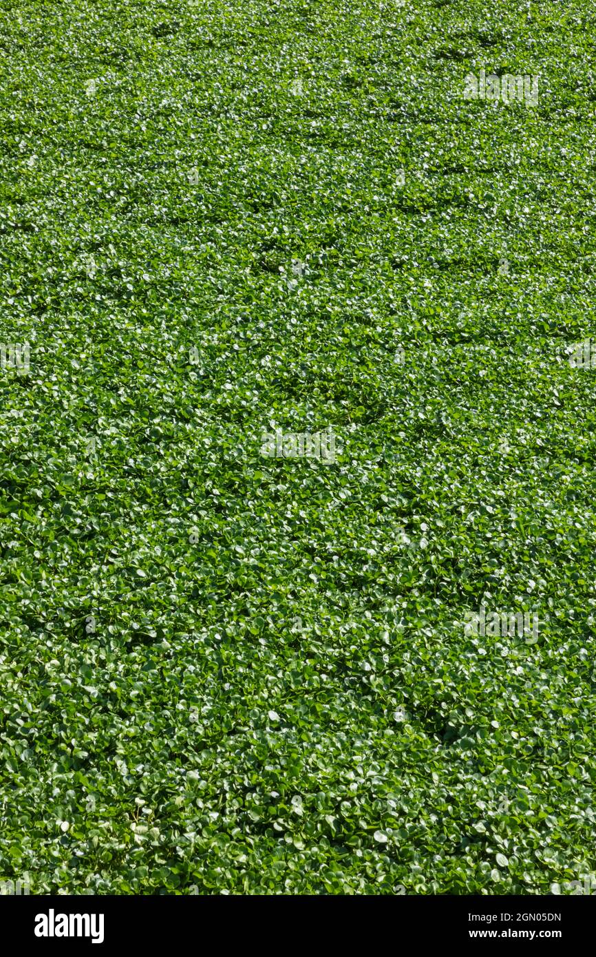 England, Hampshire, Old Alresford, Watercress Fields Stock Photo - Alamy