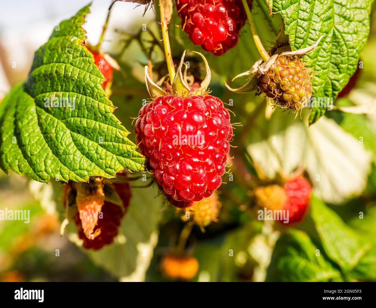 Ripe raspberry on a branch, harvesting in summer Stock Photo - Alamy