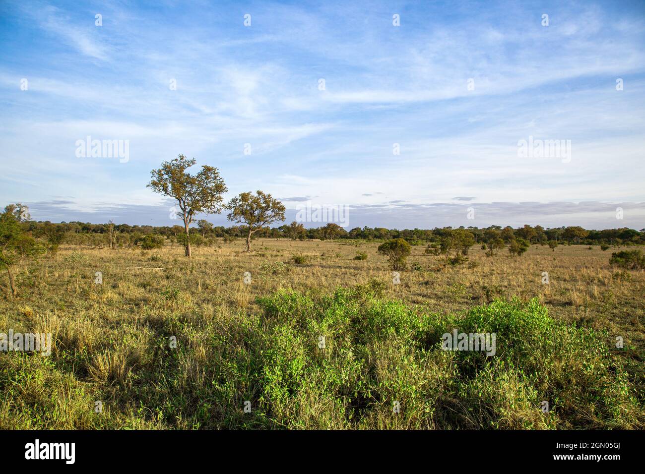African bushes. Kruger National Park. Safari. Landscape Stock Photo - Alamy