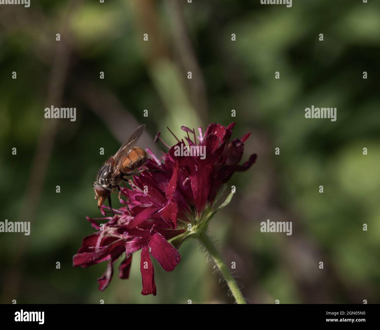 Knautia macedonia flower hi-res stock photography and images - Alamy