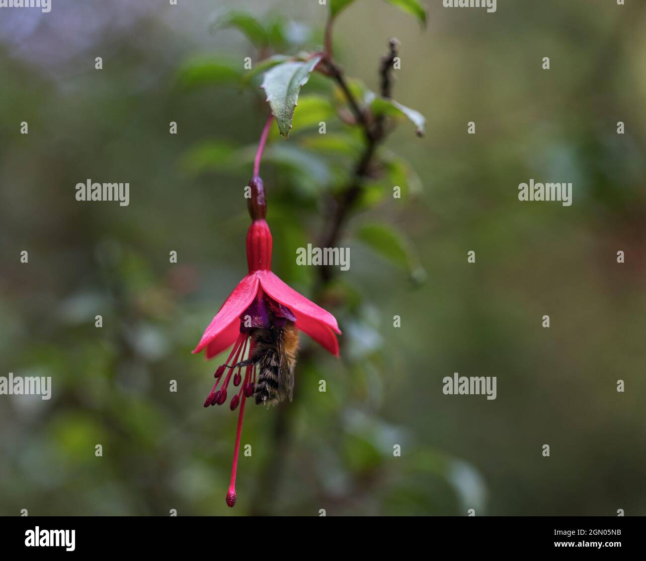 Fuchsia fuchsia triphylla hi-res stock photography and images - Alamy