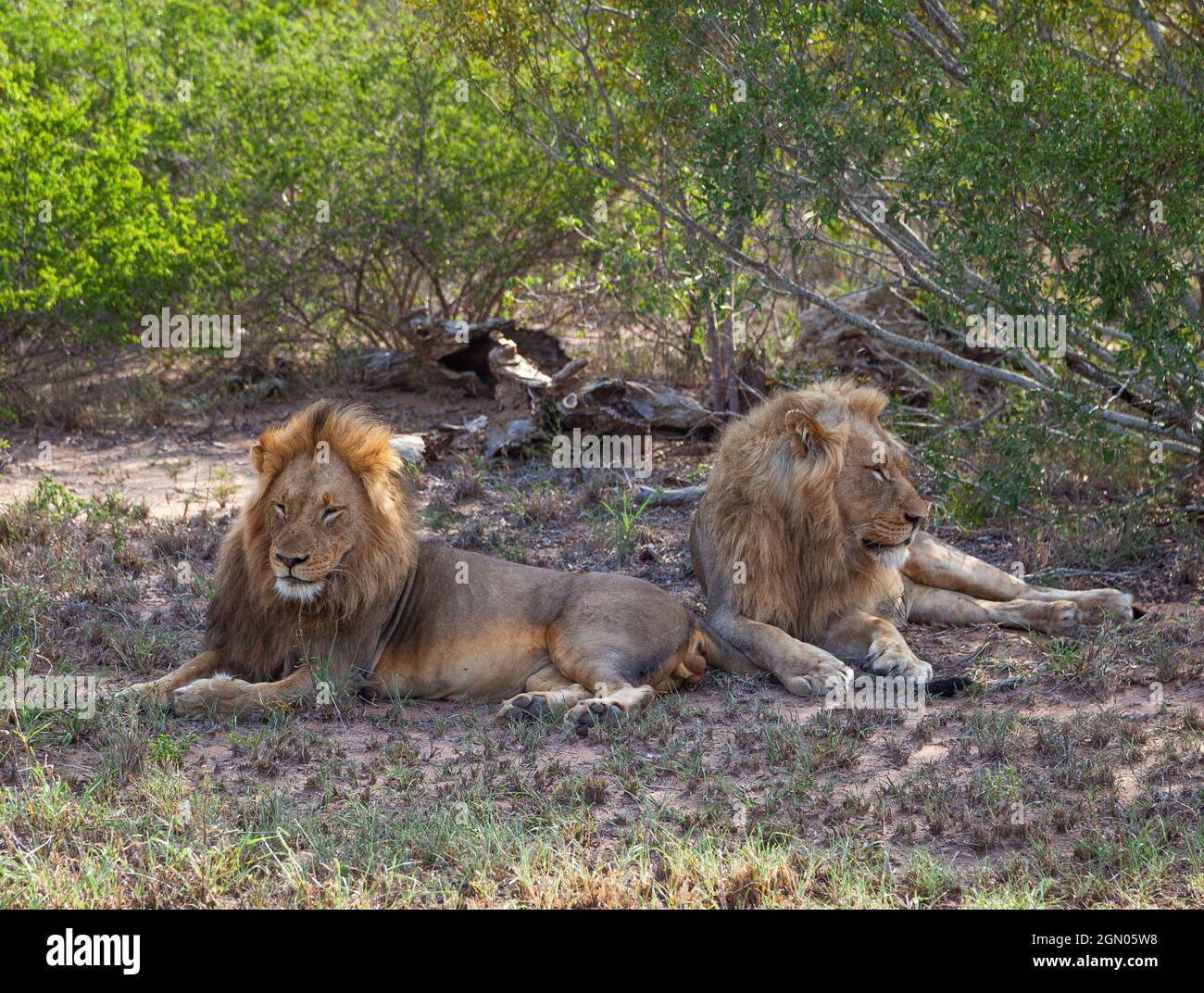 Wild lion in the natural habitat. Safari in Africa Stock Photo - Alamy