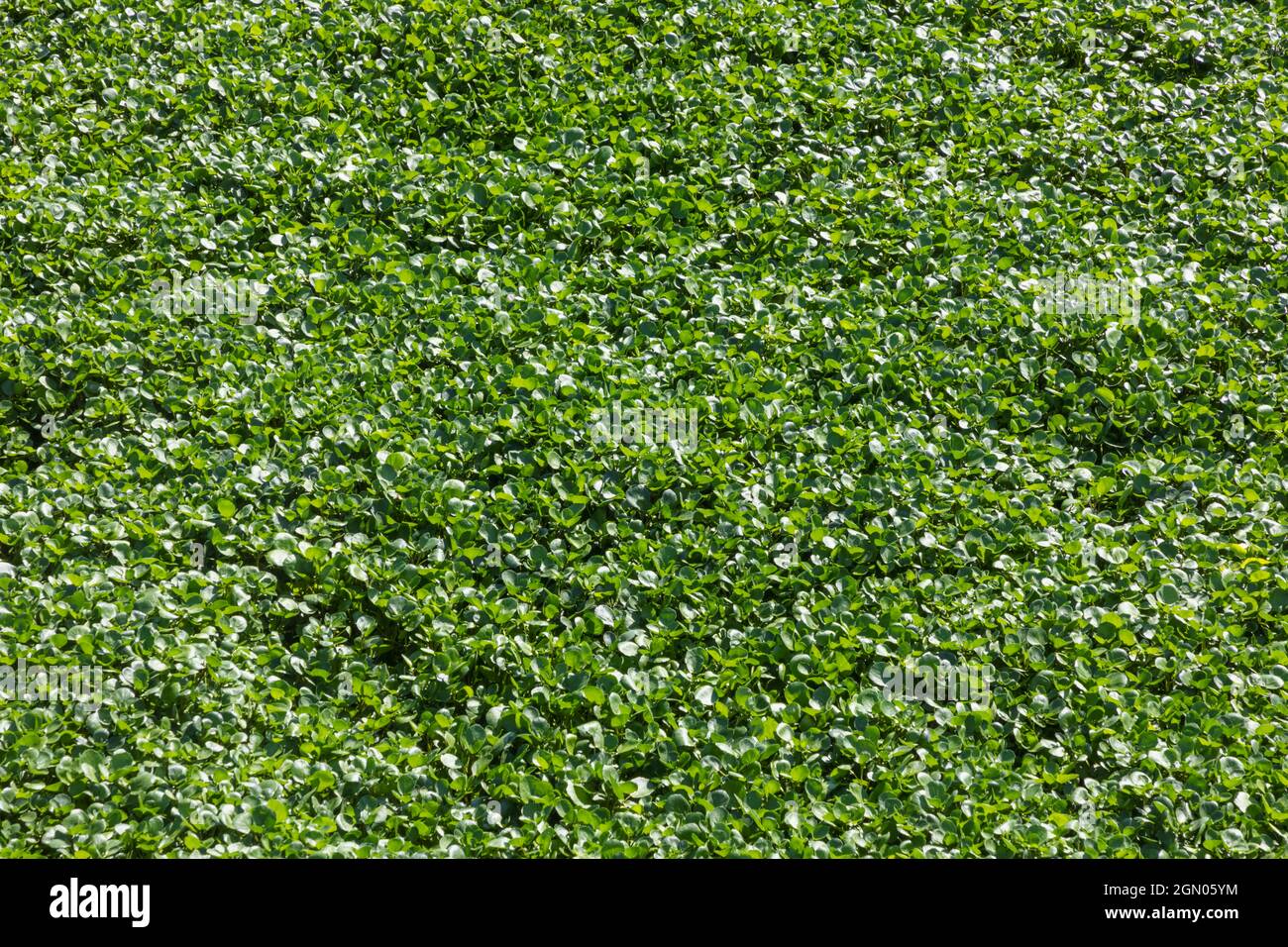 Watercress field england hampshire hi-res stock photography and images ...