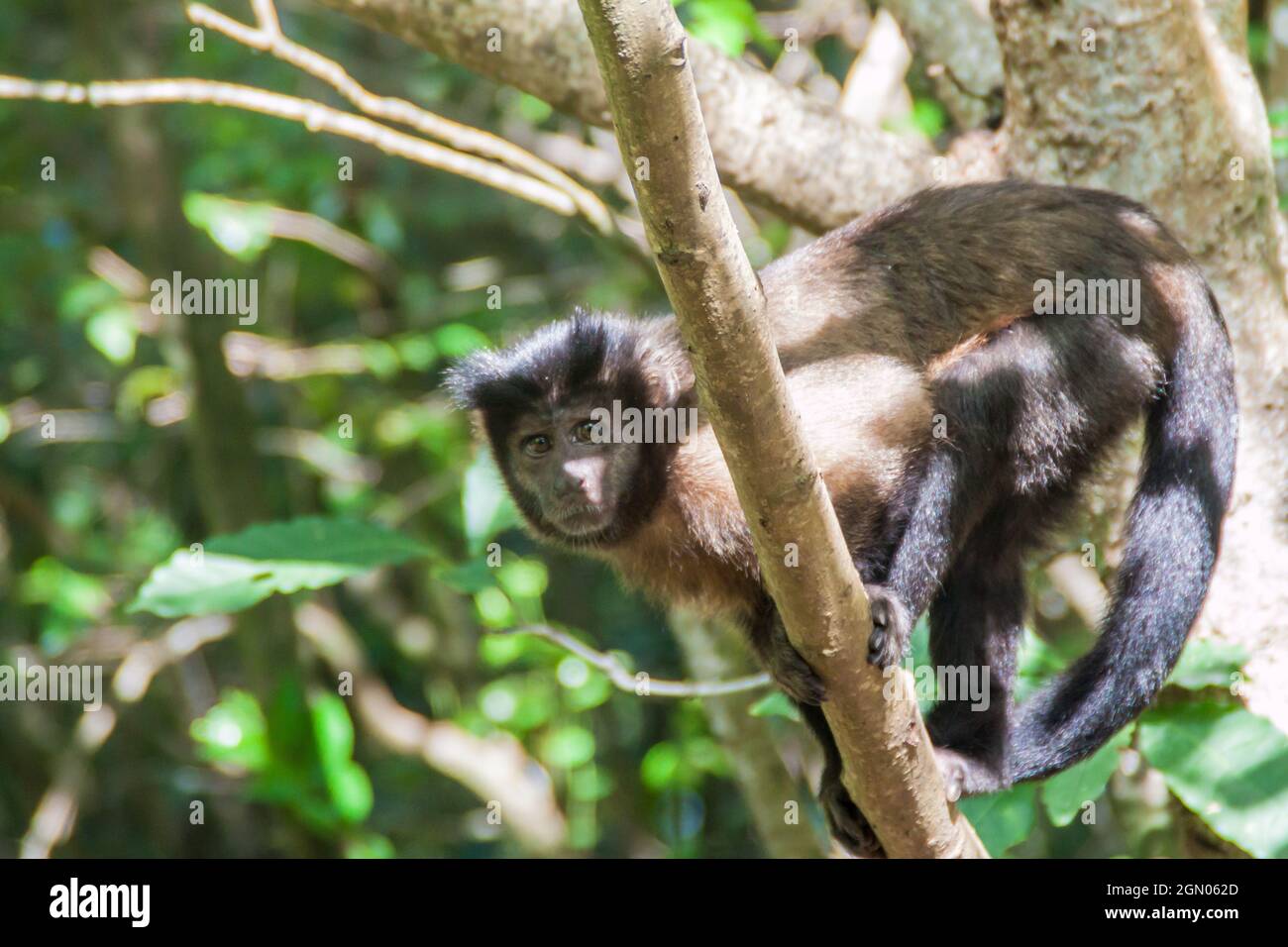 Capuchin monkey at Ile Royale, one of the islands of Iles du Salut ...