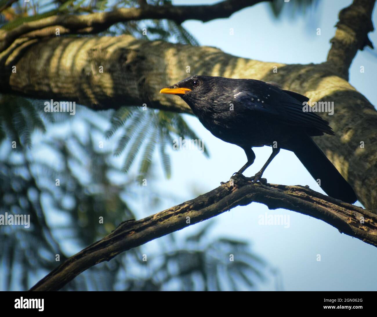 The blue whistling thrush (Myophonus caeruleus) is a whistling thrush ...