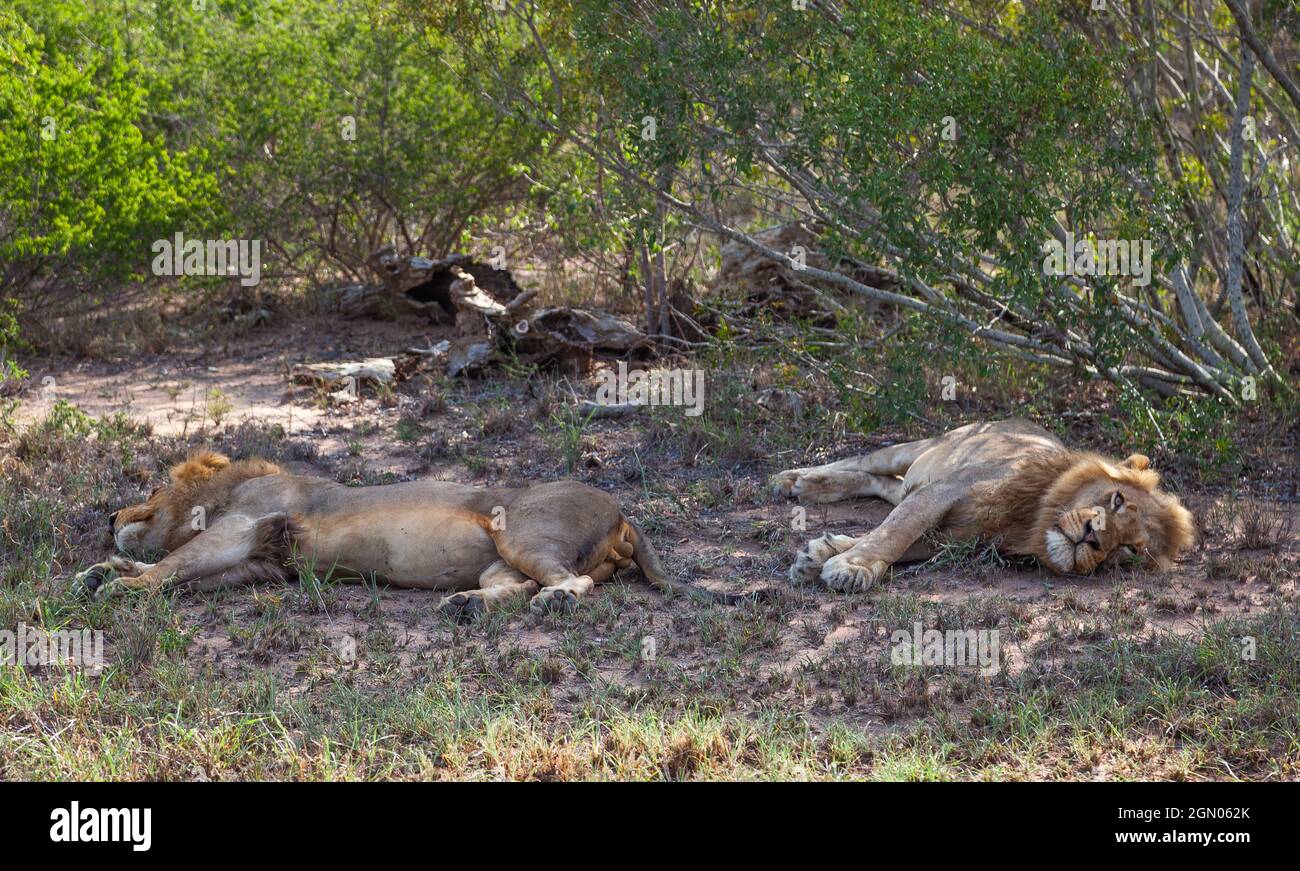 Lion wild king hi-res stock photography and images - Alamy