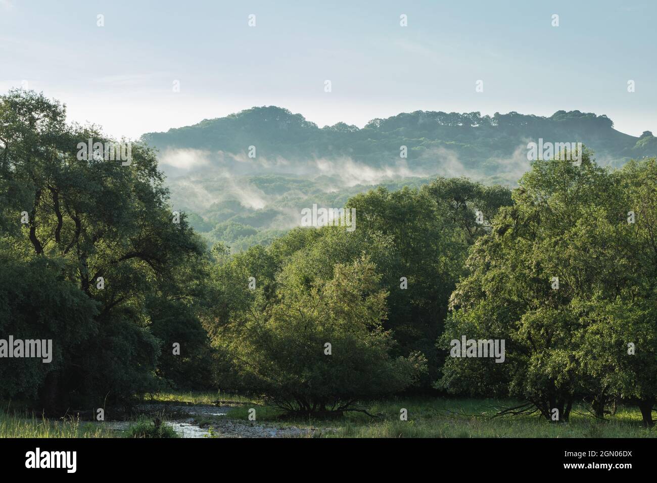 Mountain stream and green trees against a misty forest and blue sky ...