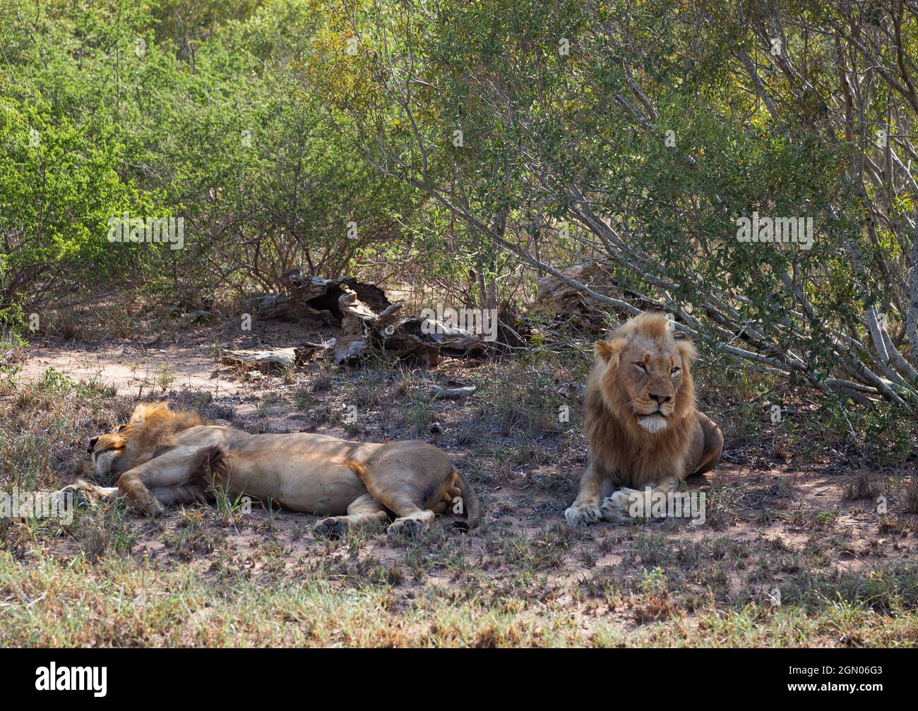Wild lion in the natural habitat. Safari in Africa Stock Photo - Alamy