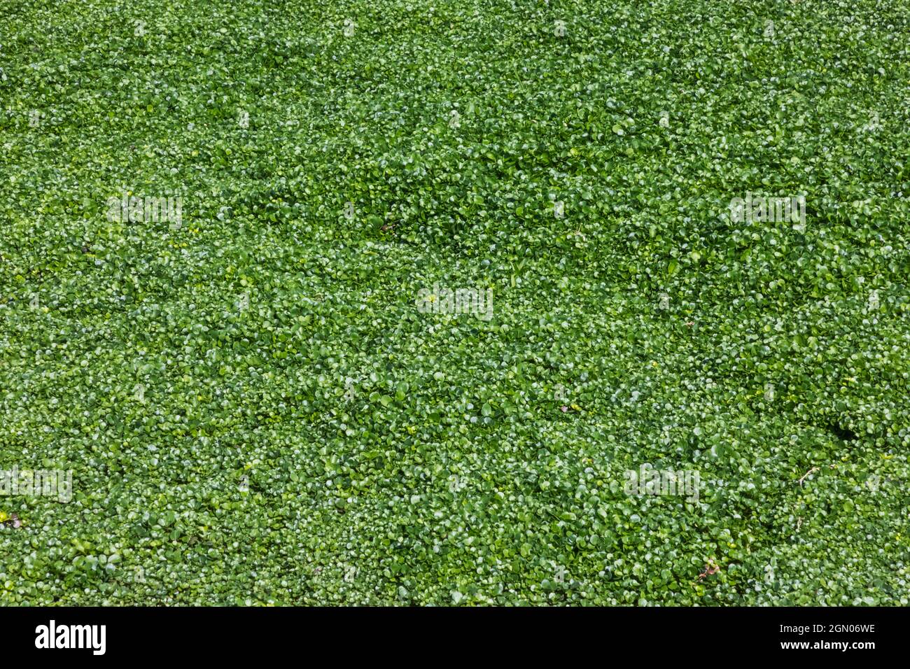 Watercress field england hampshire hi-res stock photography and images ...
