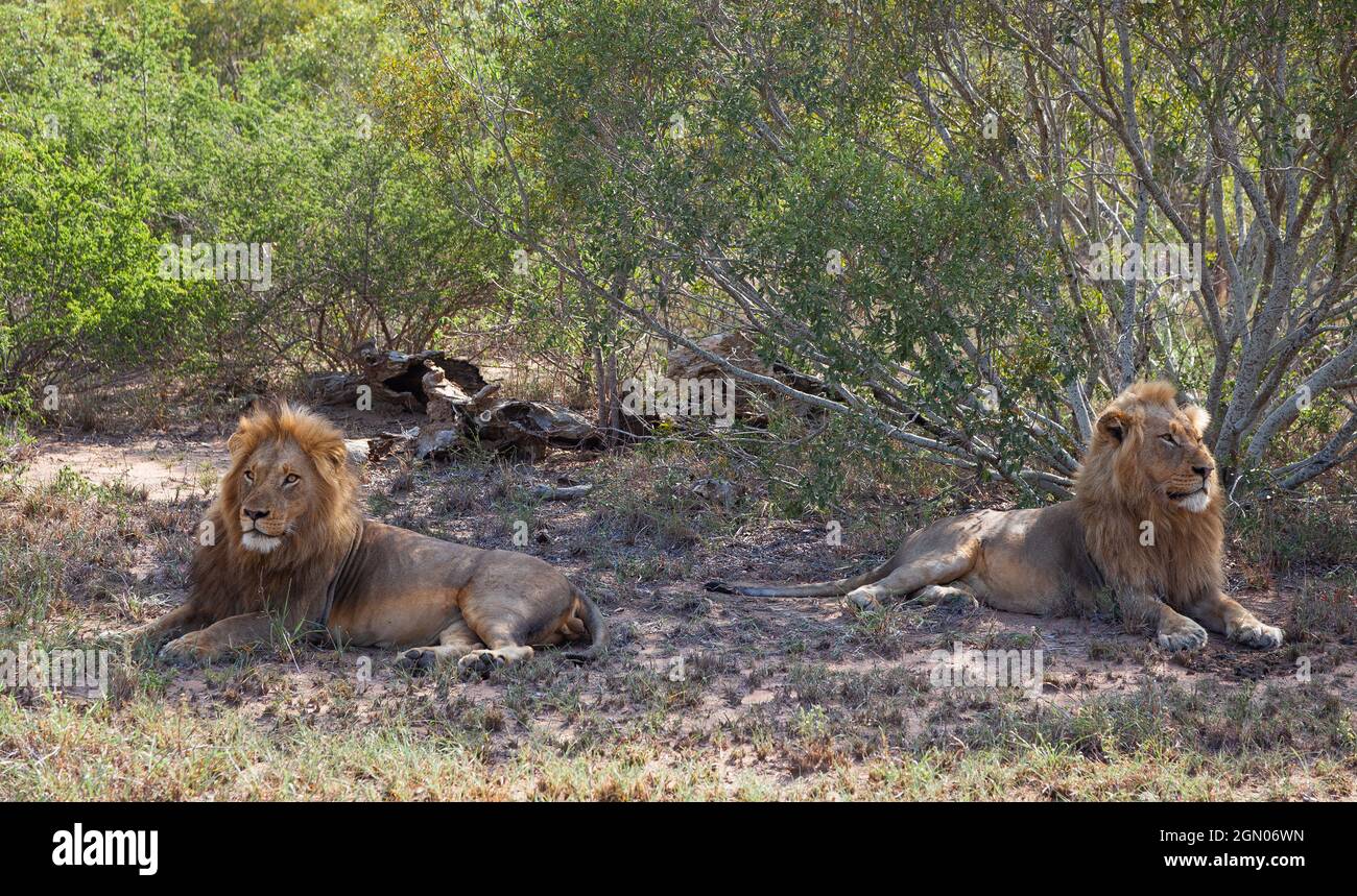 Wild lion in the natural habitat. Safari in Africa Stock Photo - Alamy