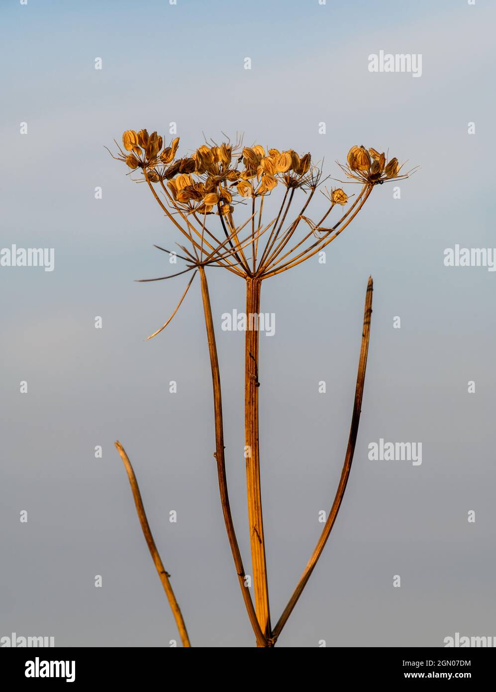 Seed head s hi-res stock photography and images - Alamy