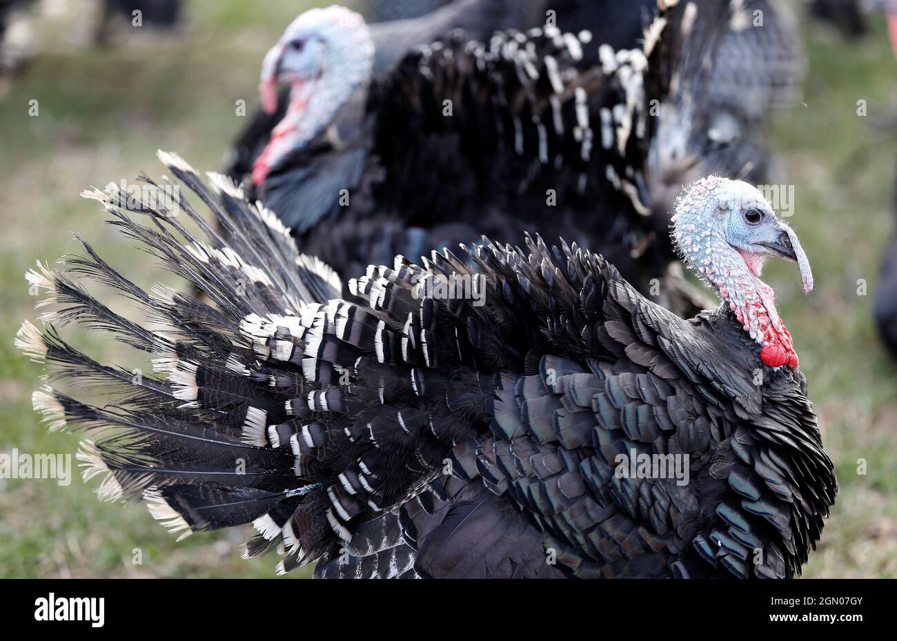 Co2 shortages hi-res stock photography and images - Alamy