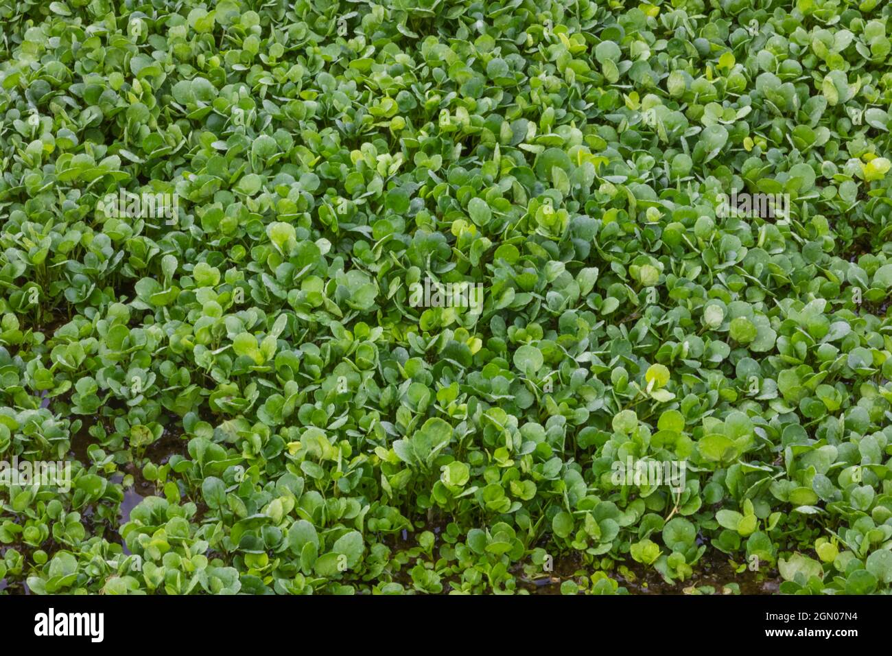 Watercress field england hampshire hi-res stock photography and images ...