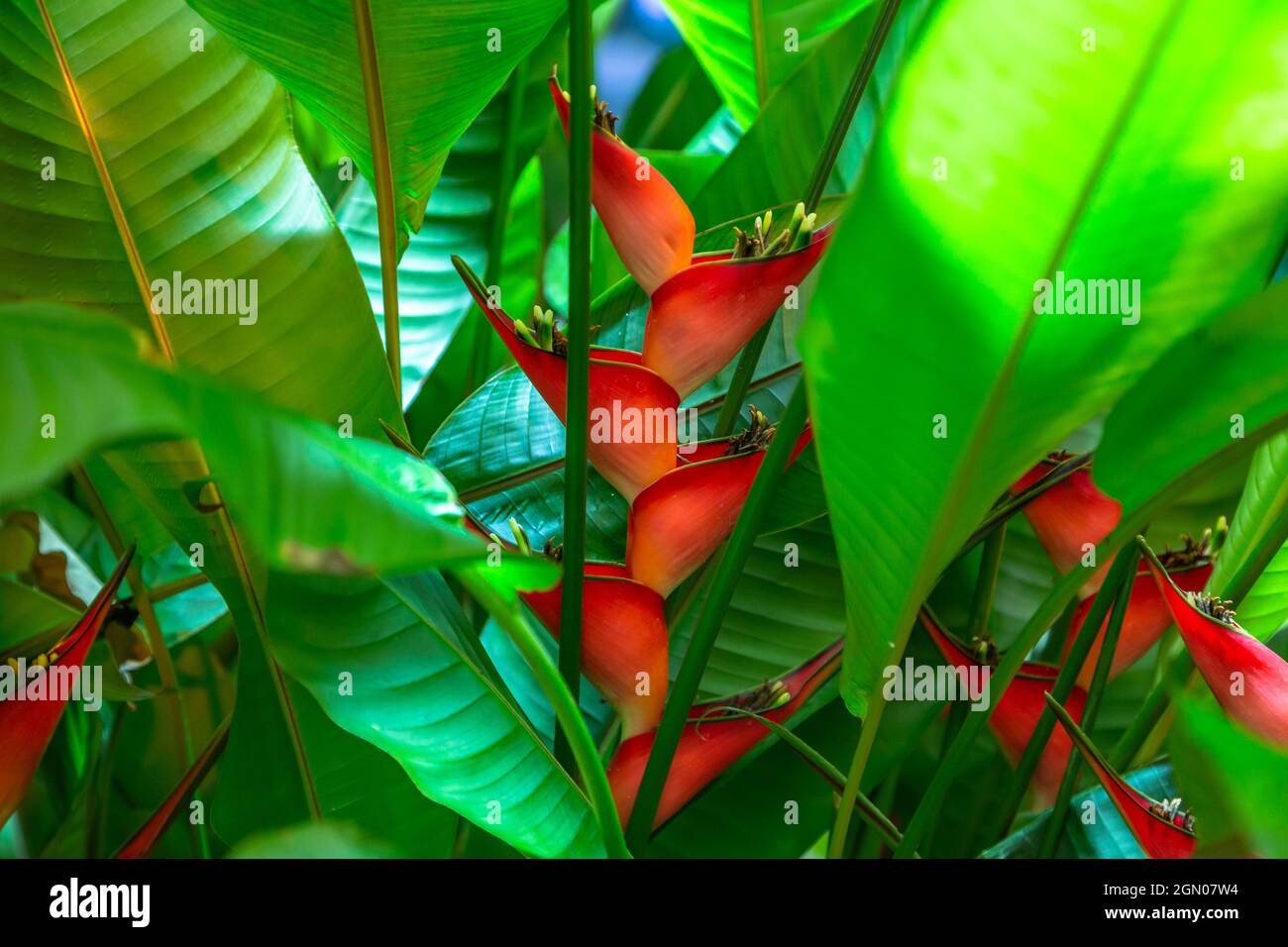Heliconia stricta natural Dwarf Jamaican Stock Photo - Alamy