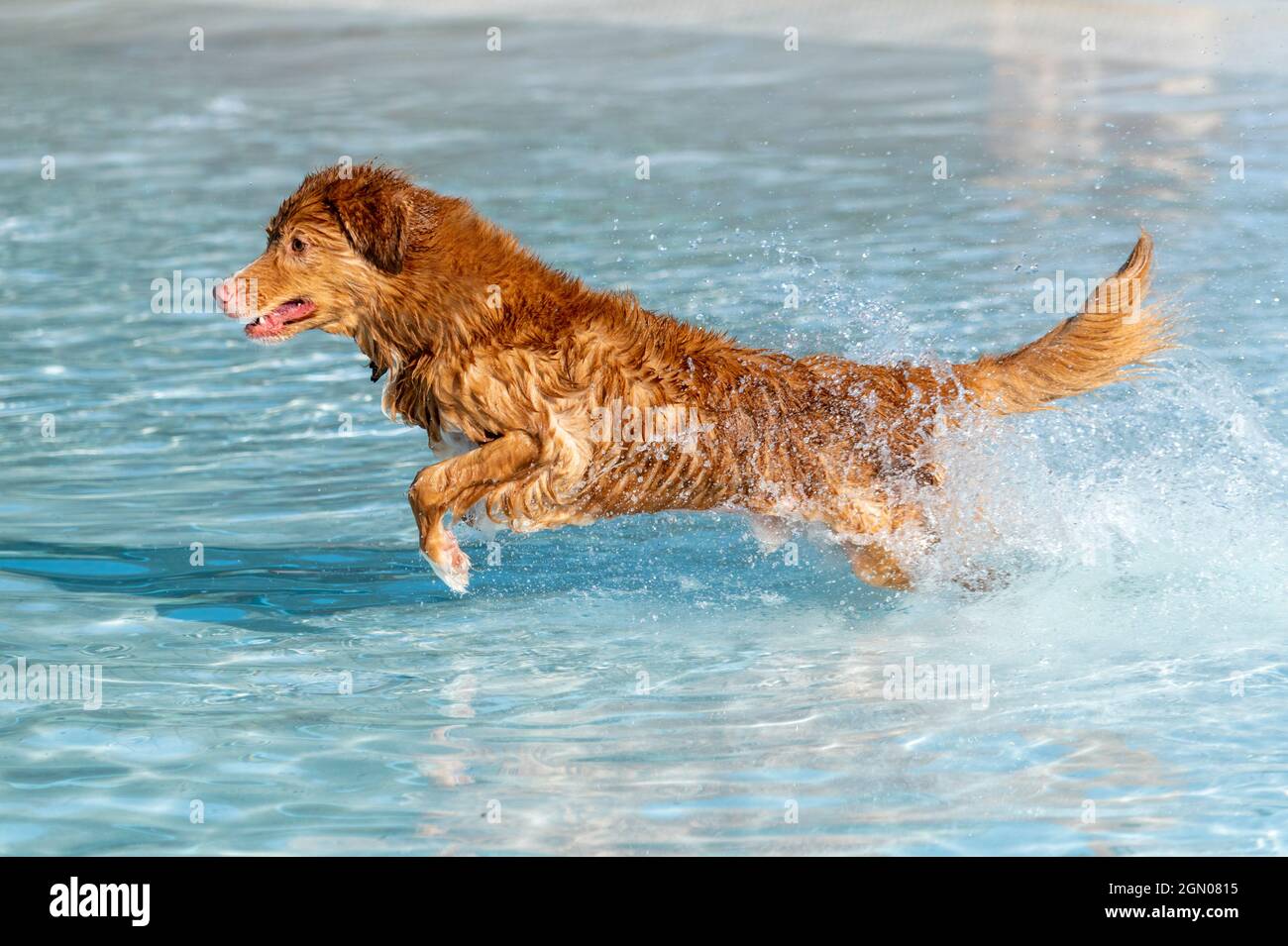 Dog running into a swimming pool and splashing while looking for a toy ...