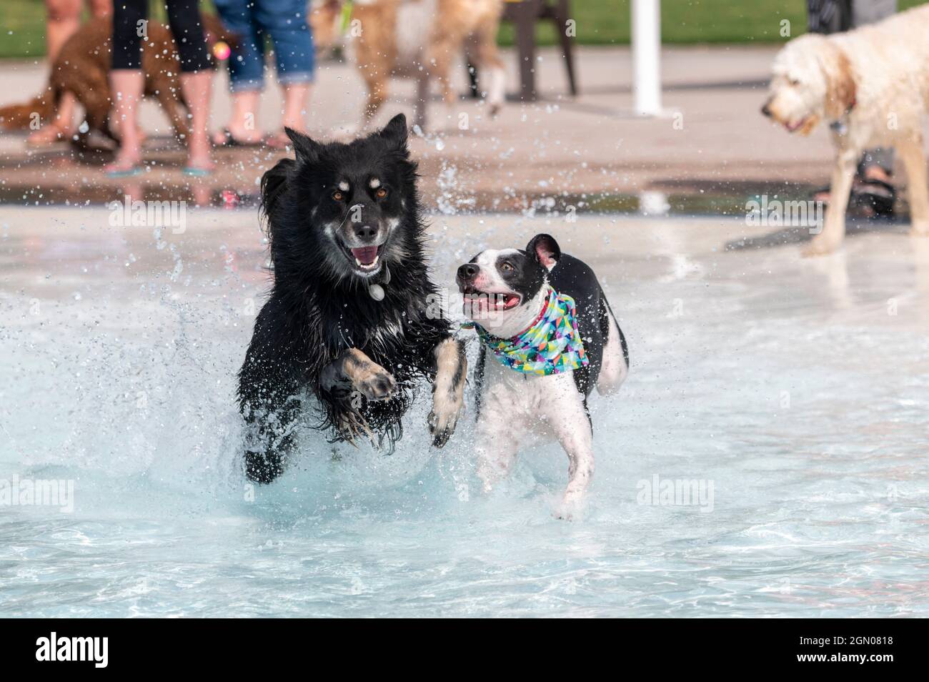 Two dogs running and playing in the water in a swimming pool Stock ...