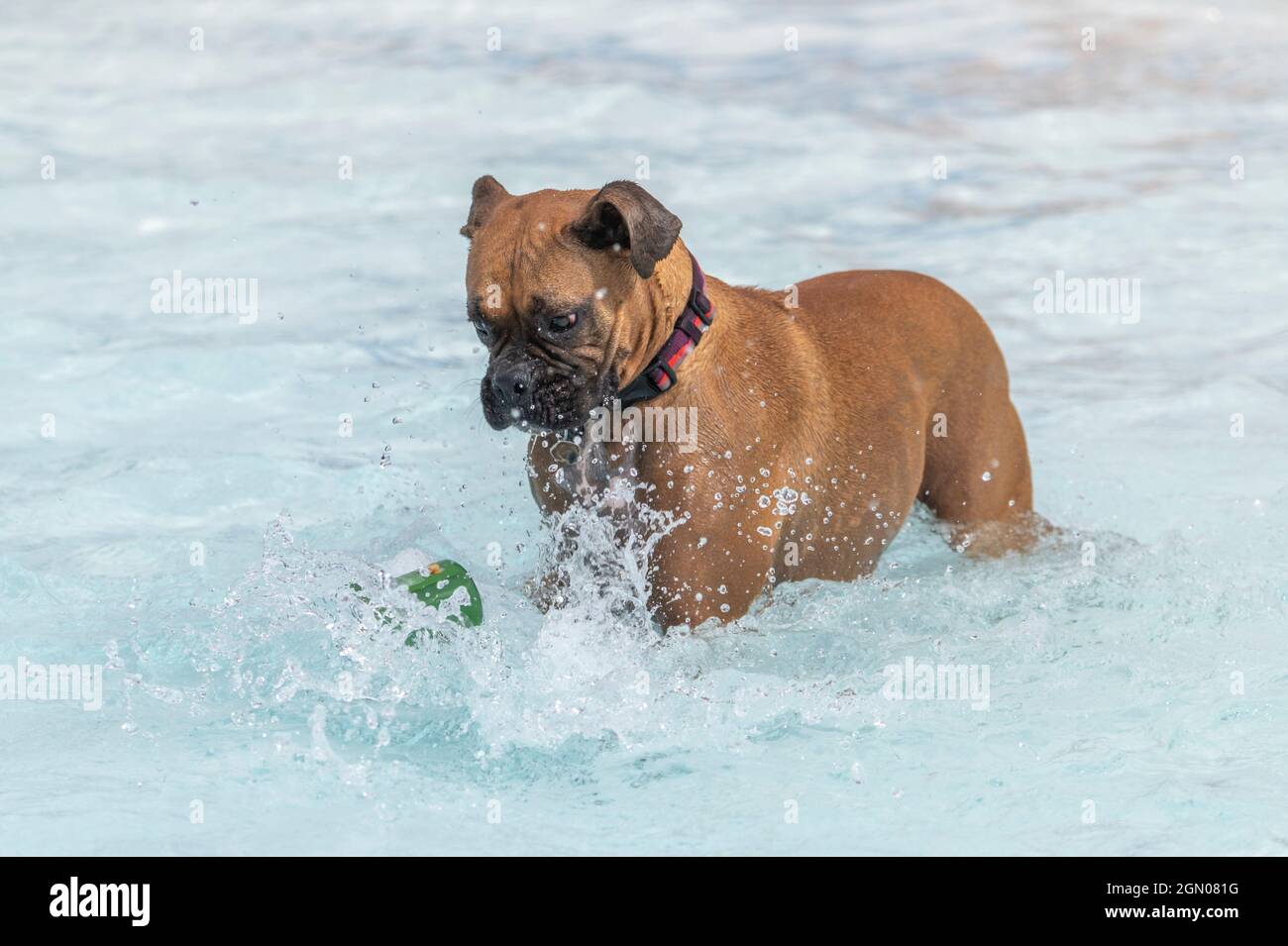 Do Boxer Dogs Like Swimming