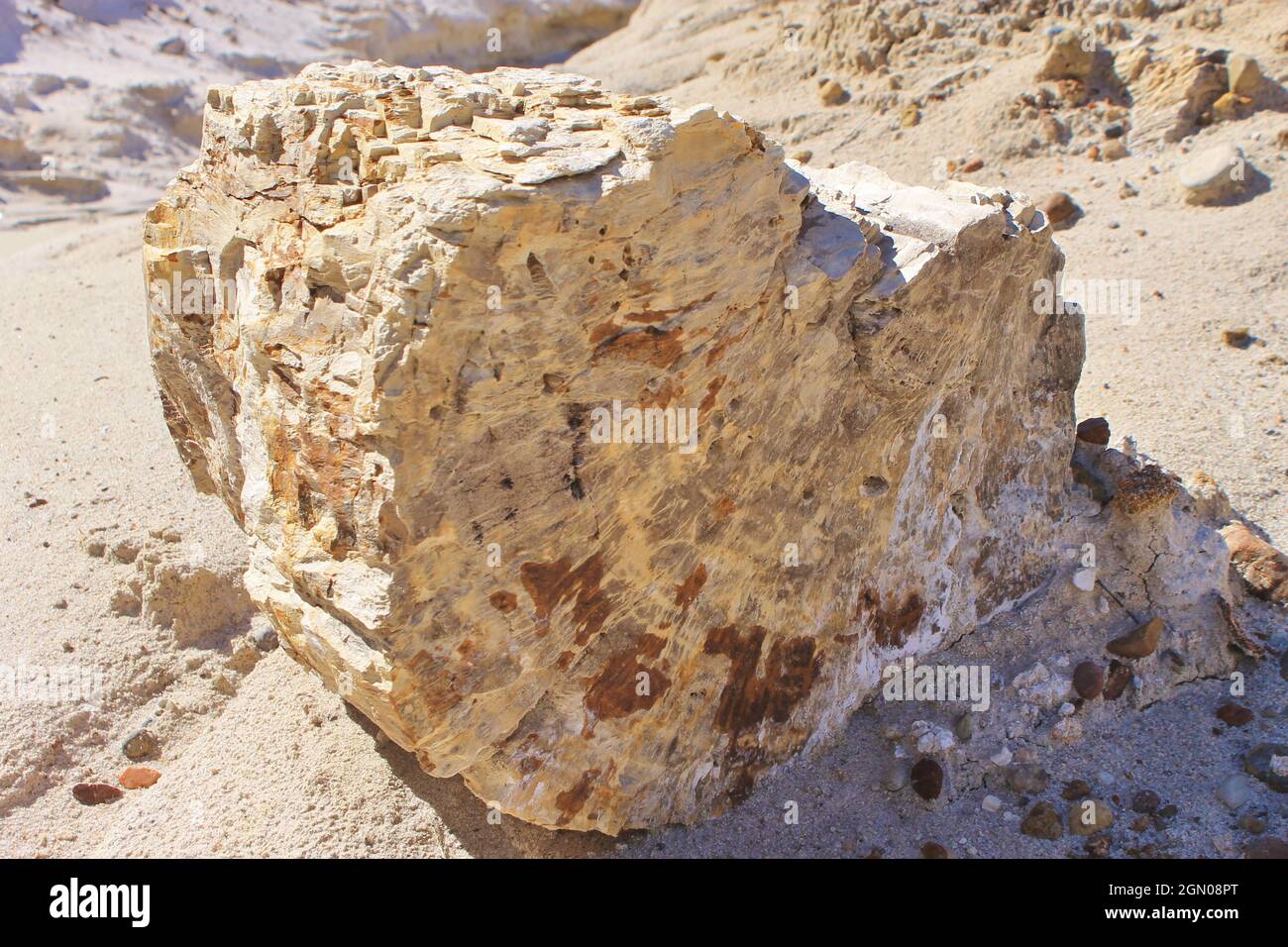 Petrified rock hi-res stock photography and images - Alamy