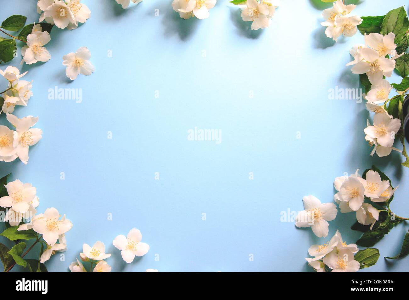 Tender jasmine flowers on blue background. Jasmine (Other names are ...
