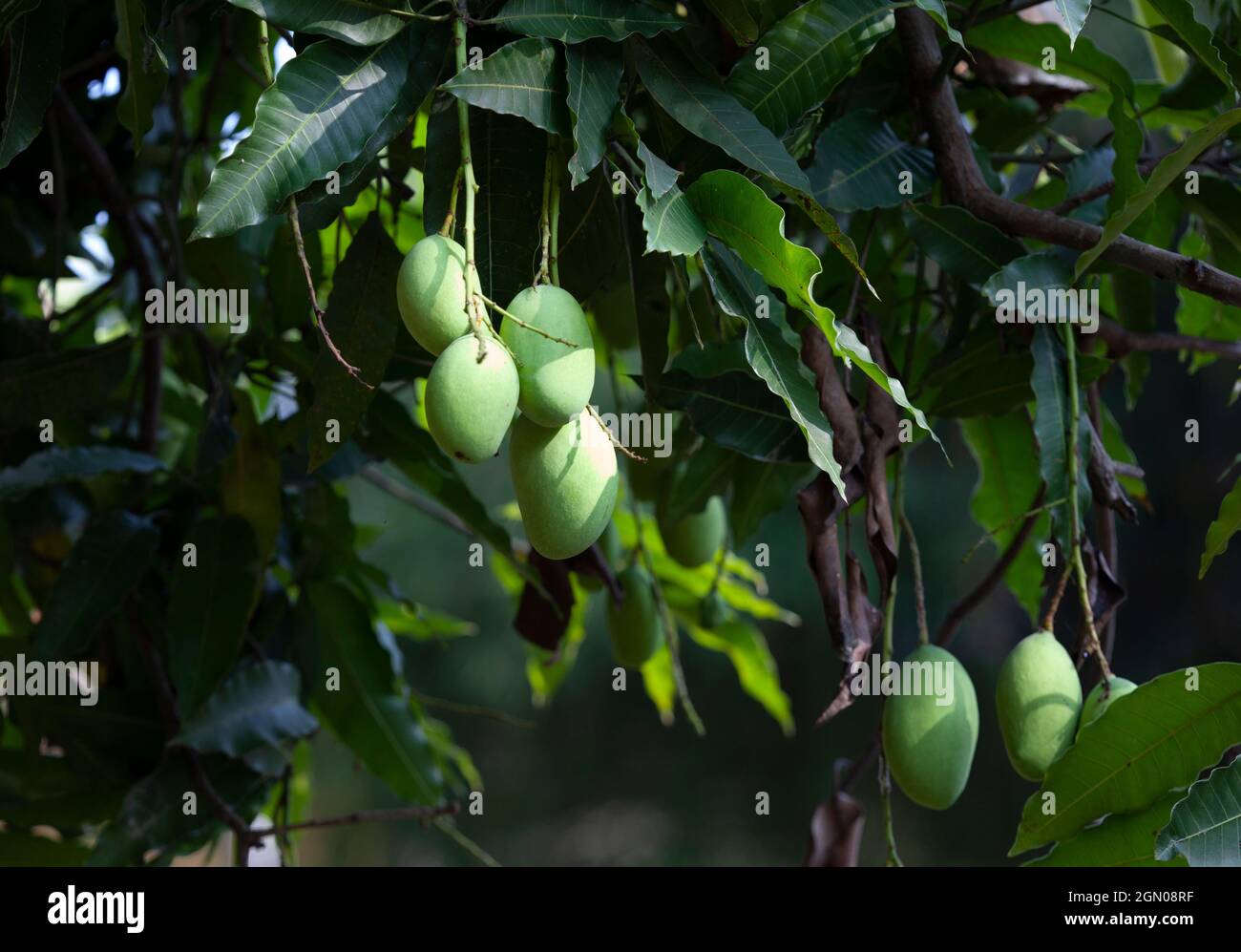 Young mango on mango tree hi-res stock photography and images - Alamy