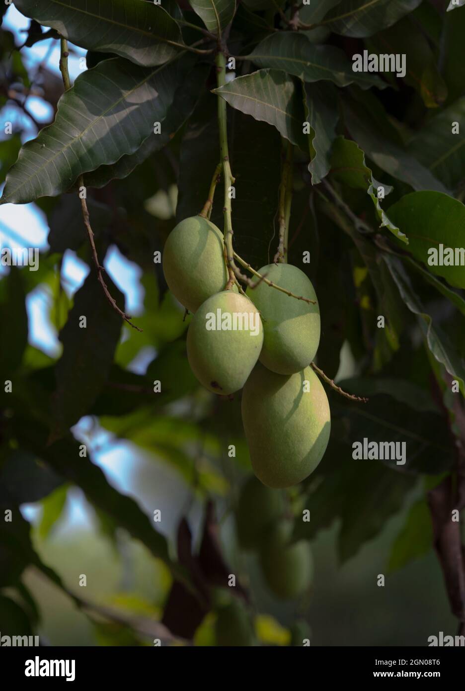 Some young mangoes on the tree Stock Photo - Alamy