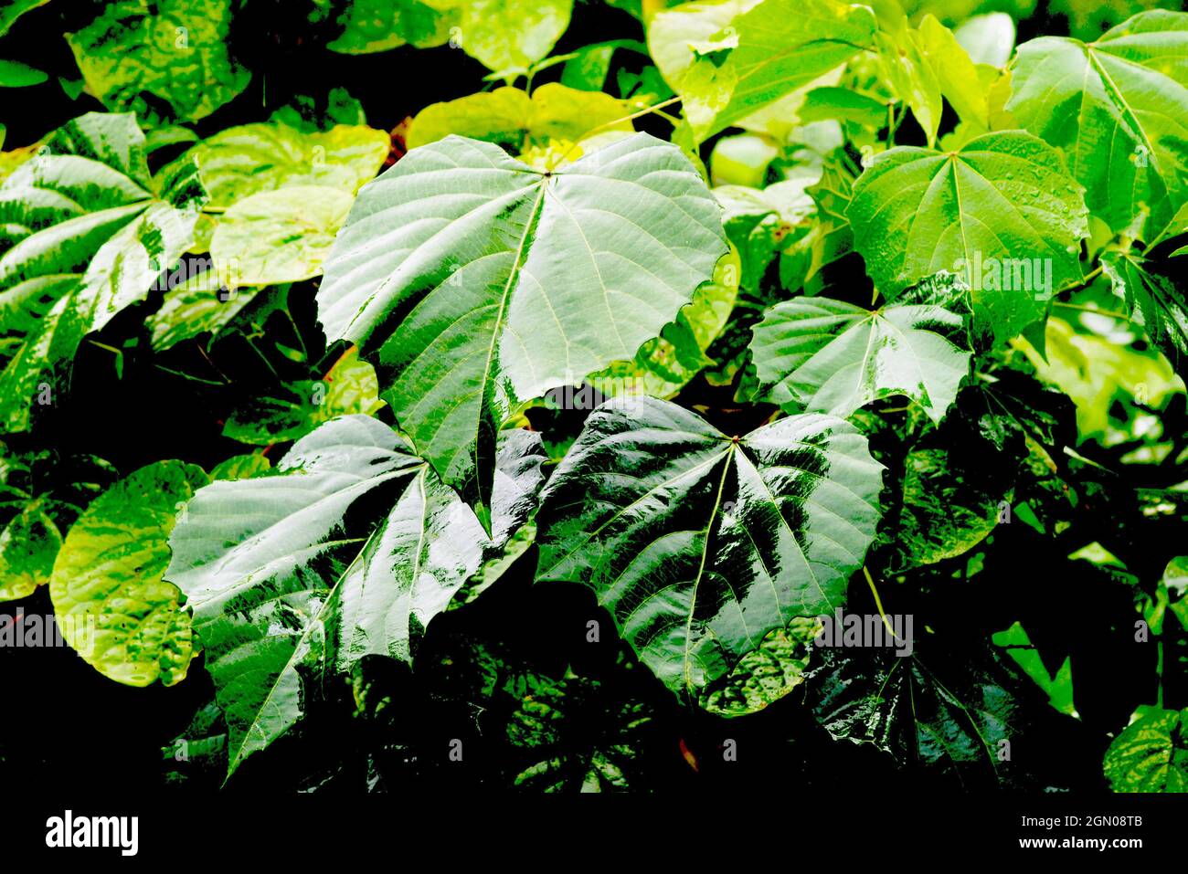 Broad leaves that grow abundantly in the tropical rainforests of Sabah ...