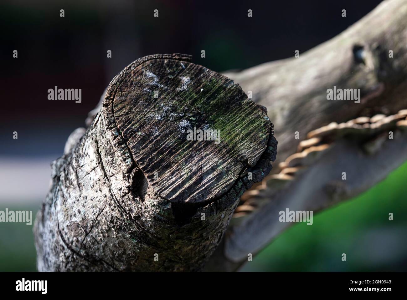 The texture of the dry wood of a tree Stock Photo - Alamy