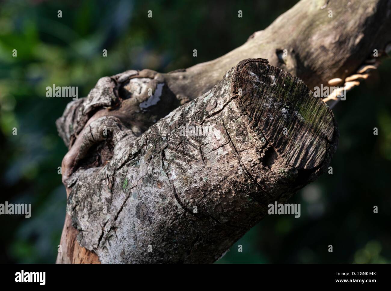 The texture of the dry wood of a tree Stock Photo - Alamy