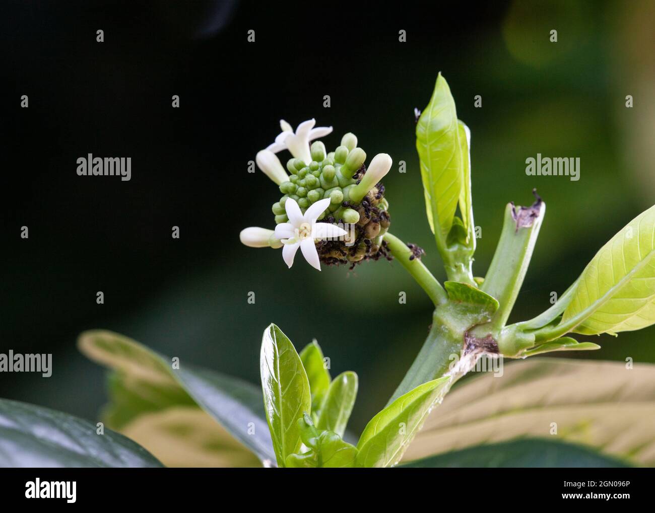Noni plant hi-res stock photography and images - Alamy
