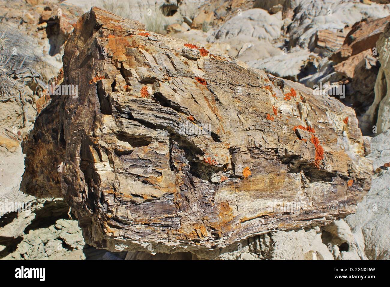 Petrified rock hi-res stock photography and images - Alamy