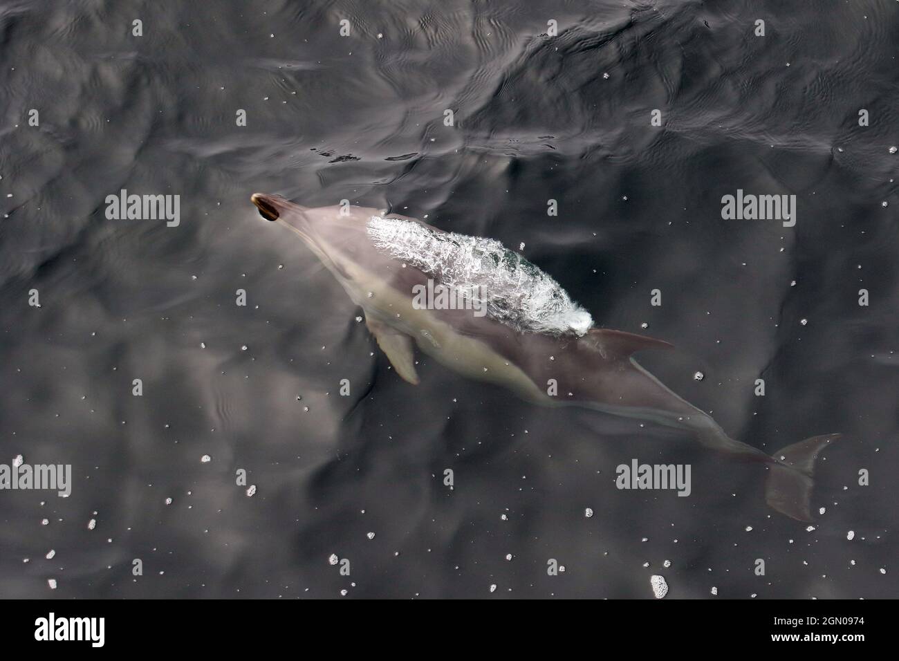 Common dolphin leaping in UK waters - sequence 2 Stock Photo - Alamy